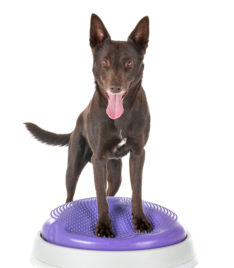 Referral - Go Mobile Pet Rehab